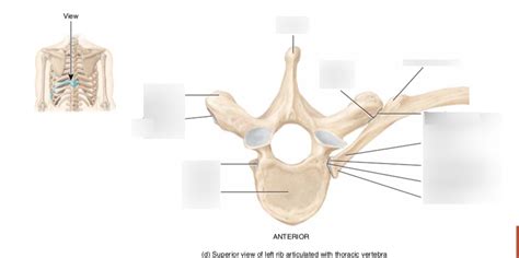 Diagram Of Rib Articulation With Thoracic Vertebrae Quizlet
