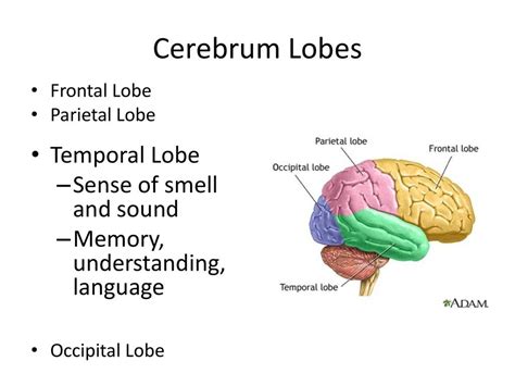 Temporal Lobe Of Cerebrum Function