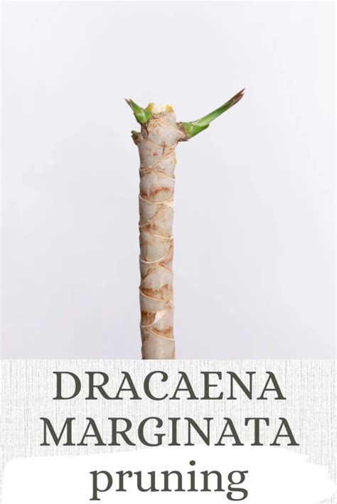 Pruning Dracaena Marginata