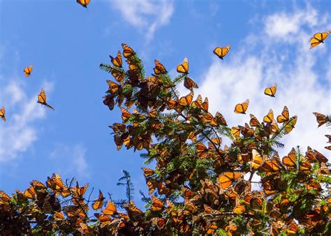 Protecting Monarch Butterflies Winter Home Could Mean Moving Hundreds