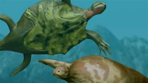 What Does A Turtle Look Like Without A Shell Its Surprising