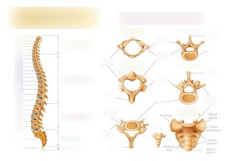 Osteology Types Of Vertebrae Diagram Quizlet Osteology Types Of Vertebrae Diagram Quizlet