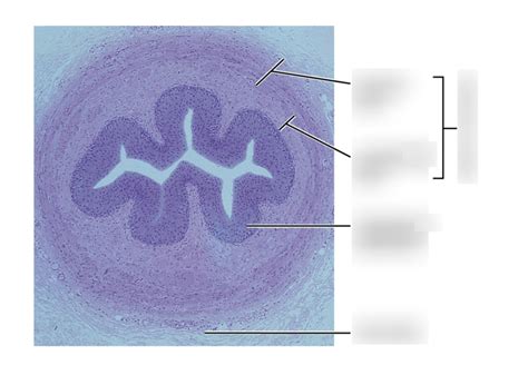 Urinary Histology Diagram Quizlet
