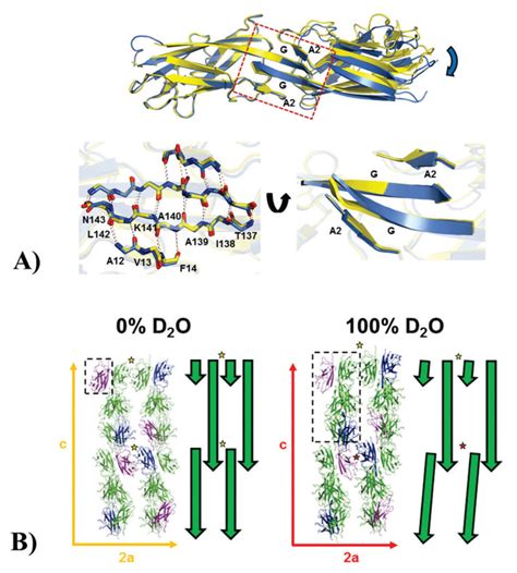 A Effects Of Deuterium On The Inter Domain Domain Swapped Dimer Download Scientific Diagram