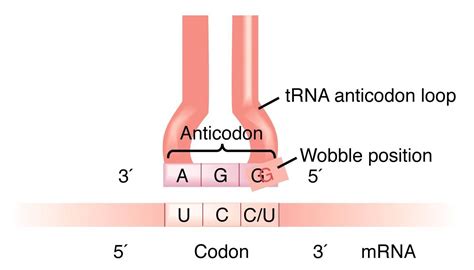 Trna Anticodon Complementary To Mrna