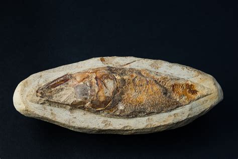 Ancient Fish Fossils Reveal 15 Million Year Old Secrets In Stunning Ancient Fish Fossils Reveal 15 Million Year Old Secrets In Stunning