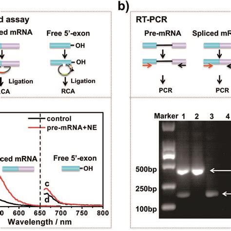 Comparison Of The Padlock Probe Based Isothermal Amplification Assay