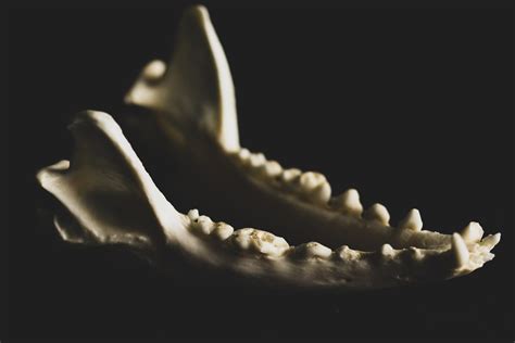 Tmj Treatment — Functional Performance Institute — Functional