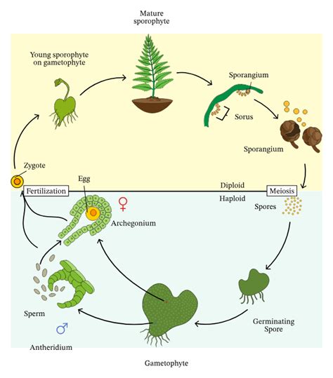 Asexual Reproduction In Bacteria Definition Types Advantages