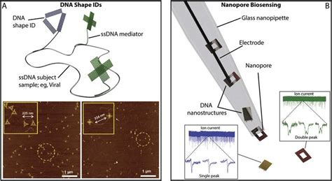 Dna Nanostructure Based Biosensing Alongside The Co Localisation Of Download Scientific