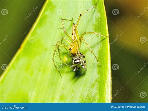 Lynx Spider Yellow Body And Black Legs Eating Black Small Jumpi Stock
