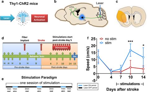 Optogenetic Neuronal Stimulation Of The Clcn Promotes Behavioral