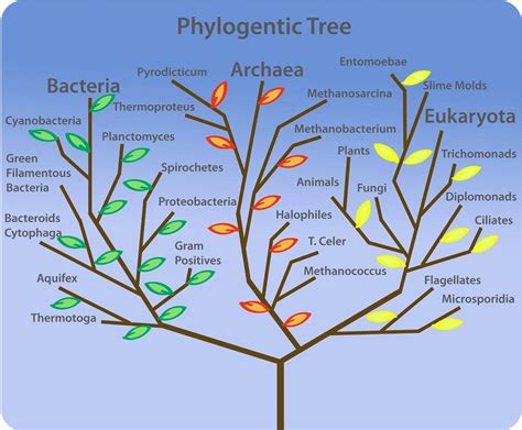 Three Domains Of Organisms Ygraph