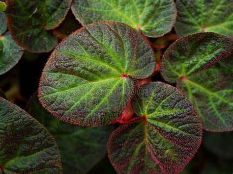 Closeup Foliage Leaf Of Begonia Rex Chloroneura Plants Emerald Giant