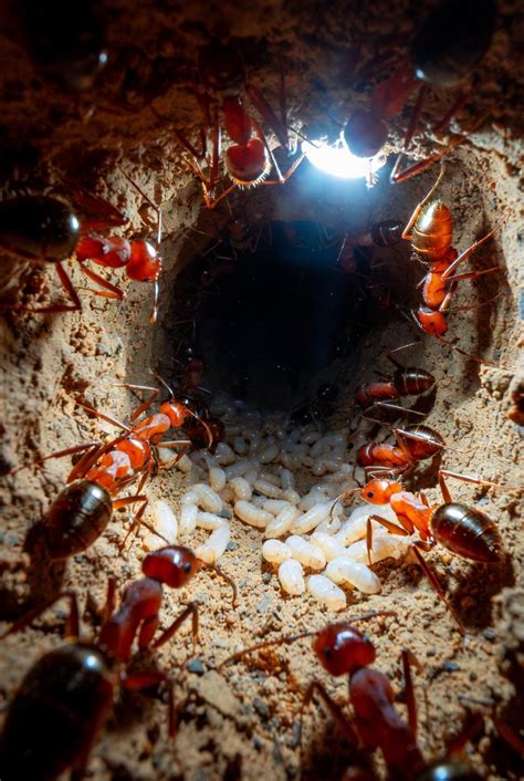 Order In Motion Ant Life Underground Antworld Hiddenlife