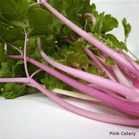 Gardyn Studio Smart Indoor Hydroponic Garden