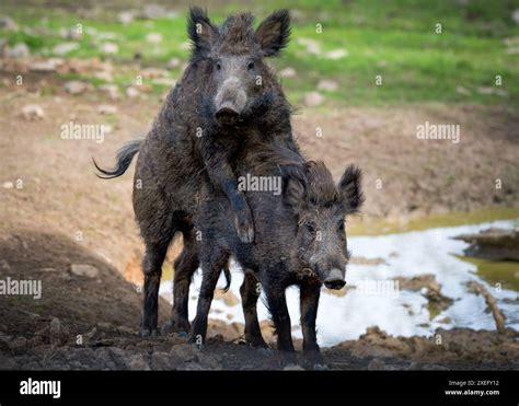 When Do Wild Boars Mate Boar Breeding Wqwzk