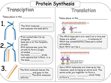 Igcse Protein Synthesis Summary Cloze Activity Teaching Resources