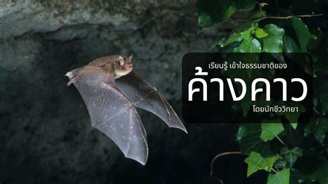 เรียนรู้ เข้าใจธรรมชาติของค้างคาวโดยนักชีววิทยา Youtube