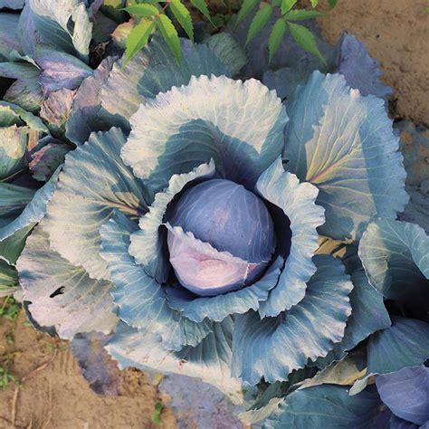 Cabbage Ruby Ball Improved F1 Seed Harris Seeds