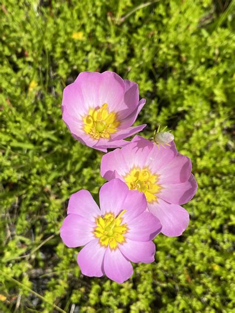 How Much Species Data Is Enough To Build A Robust Model Atlantic Canada Species At Risk Modelling