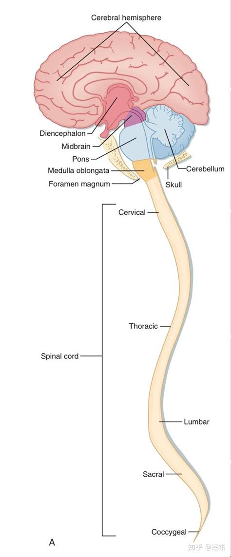 神经系统的介绍 知乎