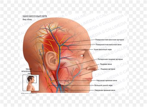 Superficial Temporal Artery Auriculotemporal Nerve Anatomy Png