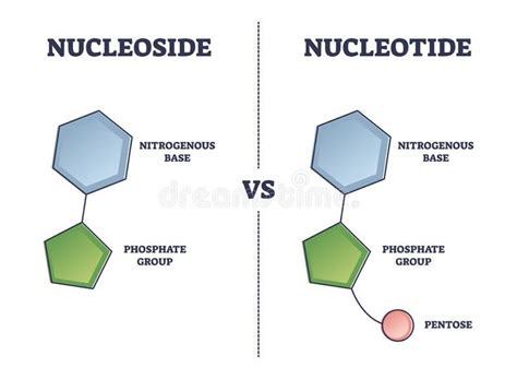 nucleoside vs nucleotide compound differences comparison outline diagram educational labeled