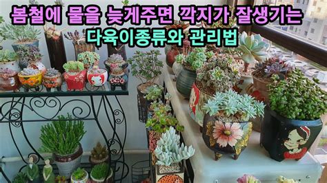 다육이♡ 봄철에 물을 늦게주면 깍지가 잘생기는 다육이종류와 관리법💓💓 Youtube