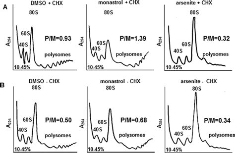 Polysome Poly