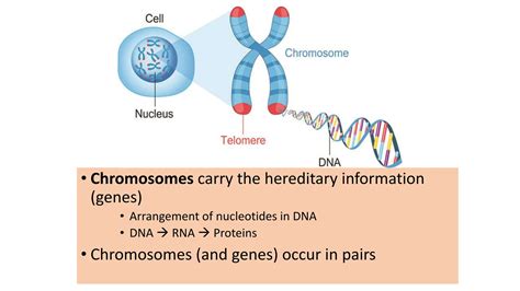 Mendelian Geneticsscience Grade 9pptx