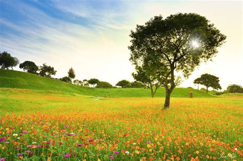 Form C YA 2022 Characterisation Of Entities For Transfer Pricing Purposes Distribution