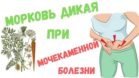 Семена дикой моркови при мочекаменной болезни, полезные свойства семян ...