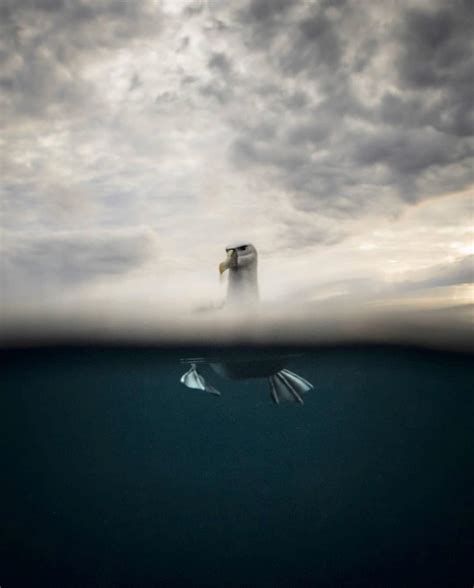 Albatross Gloating Above The Void Rthalassophobia