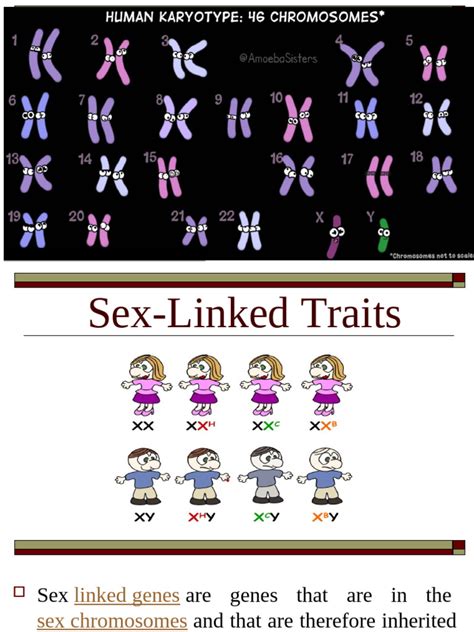 Sex Linked Traits Pdf