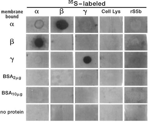 Filter Binding Assay For Reg Homolog Interactions Purified Reg
