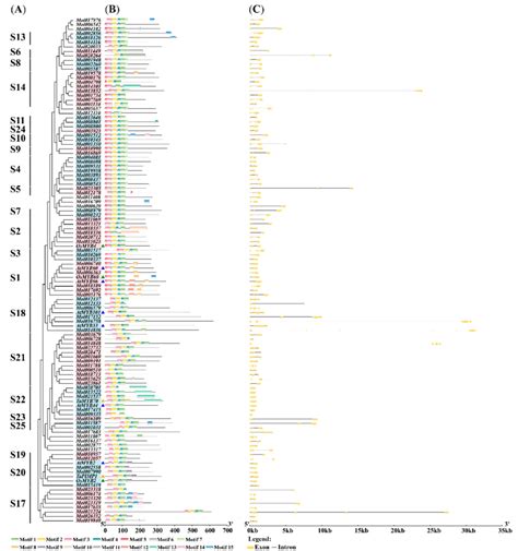 Phylogenetic Relationships Conserved Motifs And Intron Exon Structure Download Scientific