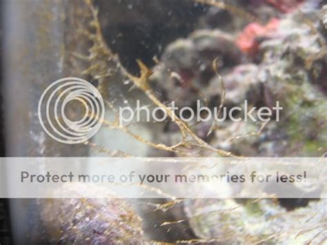Stringy Brown Algae Forums For Fish Lovers
