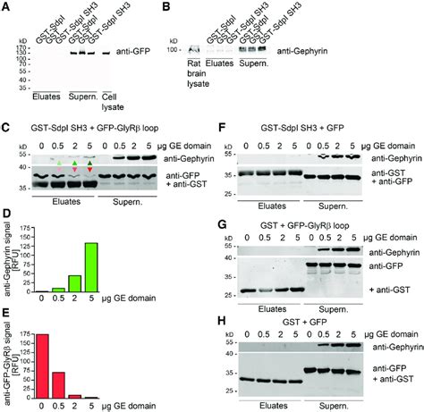 Binding Of Syndapin I And Gephyrin To The Cytoplasmic Loop Of Glyrb Is