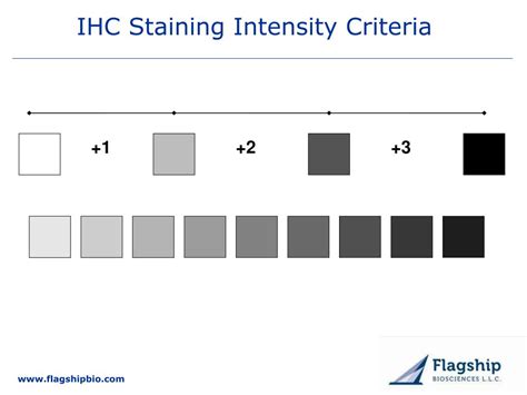 Ppt Quantitation With Whole Section Analysis Xenograft Models In