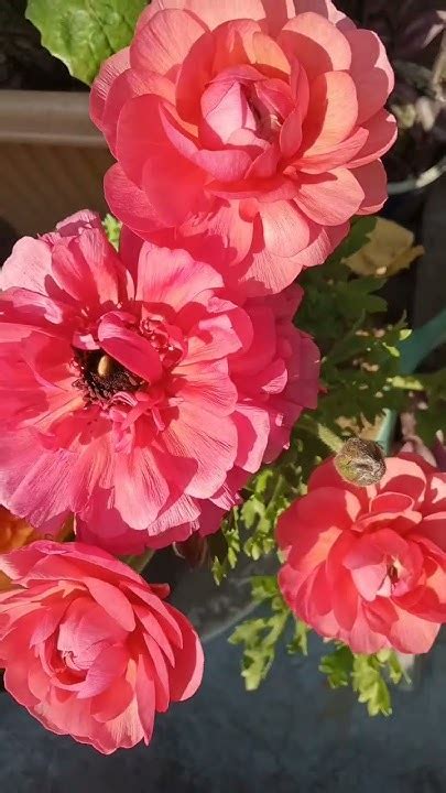New Flowers Of Renunculus 🏵️🌺 Youtube