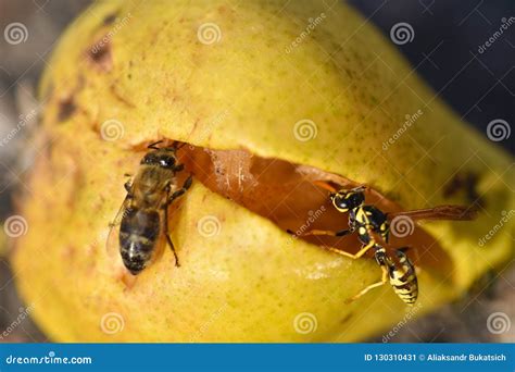 What Are Bees Eaten By At Ernest Barber Blog