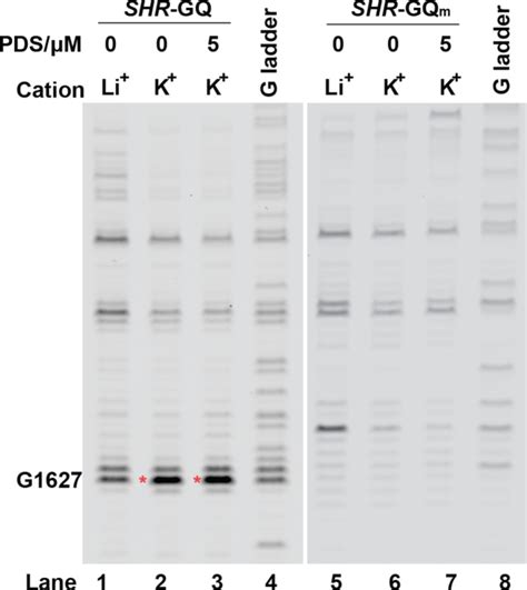 G Quadruplex Structures Trigger Rna Phase Separation Pmc