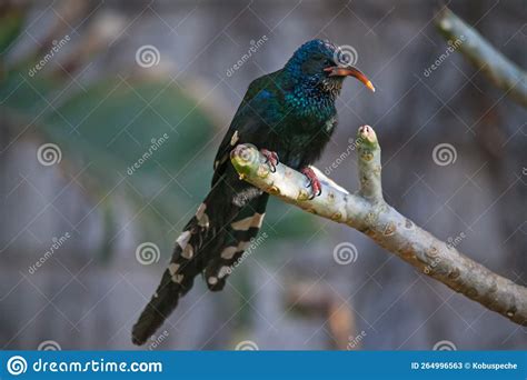 Green Wood Hoopoe Phoeniculus Purpureus 10953 Stock Image Image Of