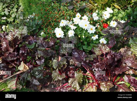 Beetroot Plant Flower