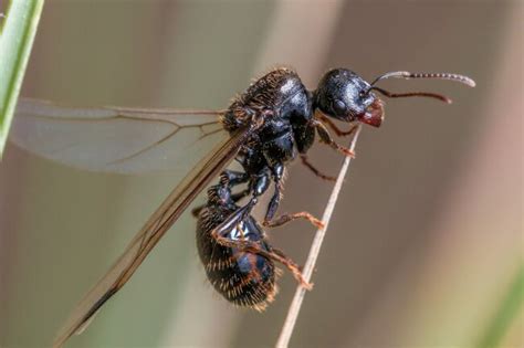 Do Ants Have Wings What Is Their Function Do Ants Have Wings What Is Their Function