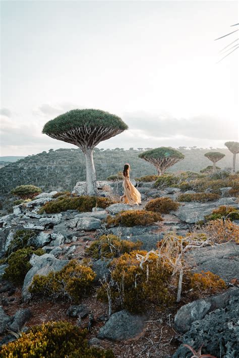 The Ultimate Travel Guide To Socotra Island What You Need To Know