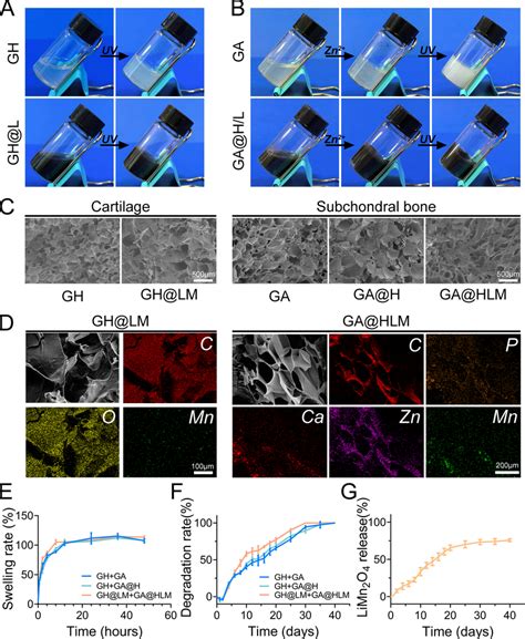Preparation And Characterization Of Nanozyme Functionalized Bilayer Download Scientific Diagram