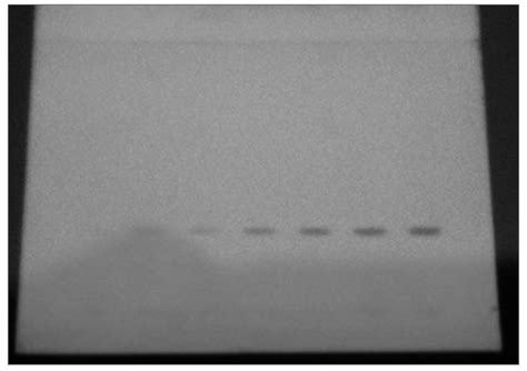 Photograph Of Developed TLC Plate Download Scientific Diagram