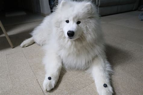 강아지 블루베리 급여 시 꼭 알아둬야할 점 급여량 효능 칼로리 주의할점 등 네이버 블로그